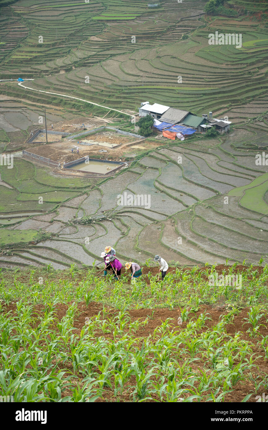 H'mong ethnic minority farmers work in working on corn fields, in Sa Pa ...
