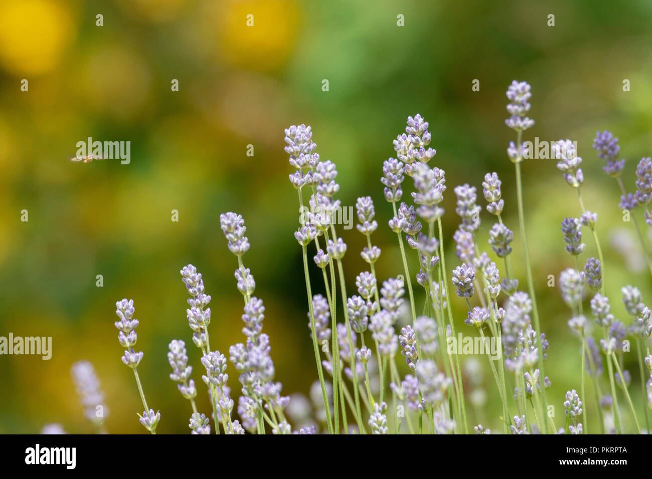 Lavándula spp hi-res stock photography and images - Alamy