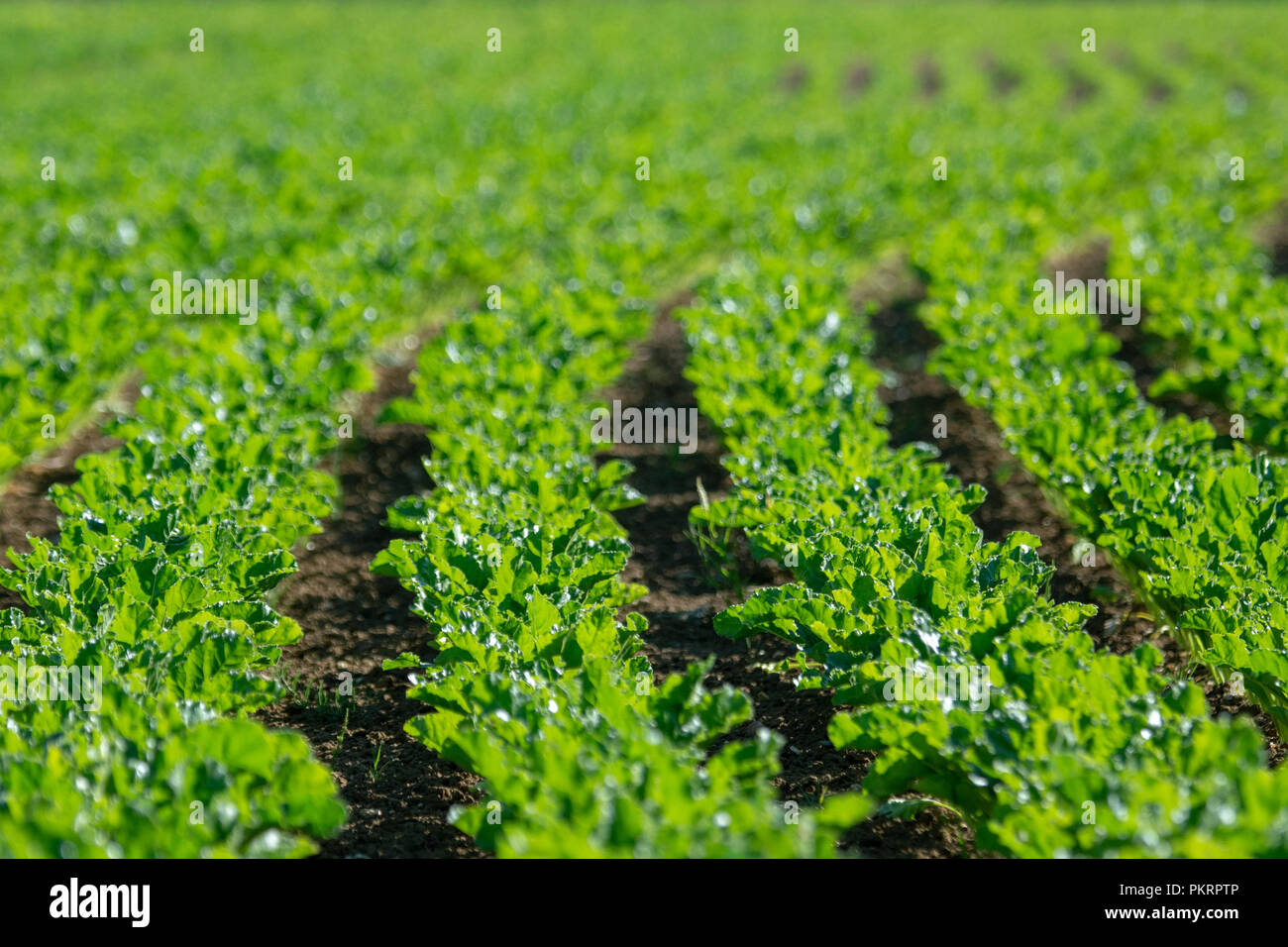 Beet root sugar hi-res stock photography and images - Alamy