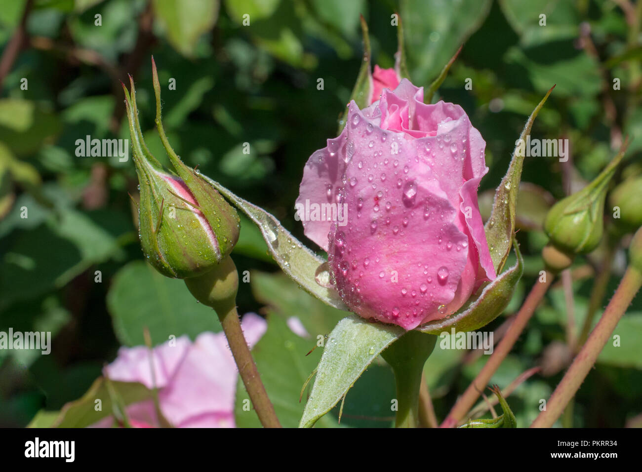Blooming beautiful colorful rose bud in garden background Stock Photo ...