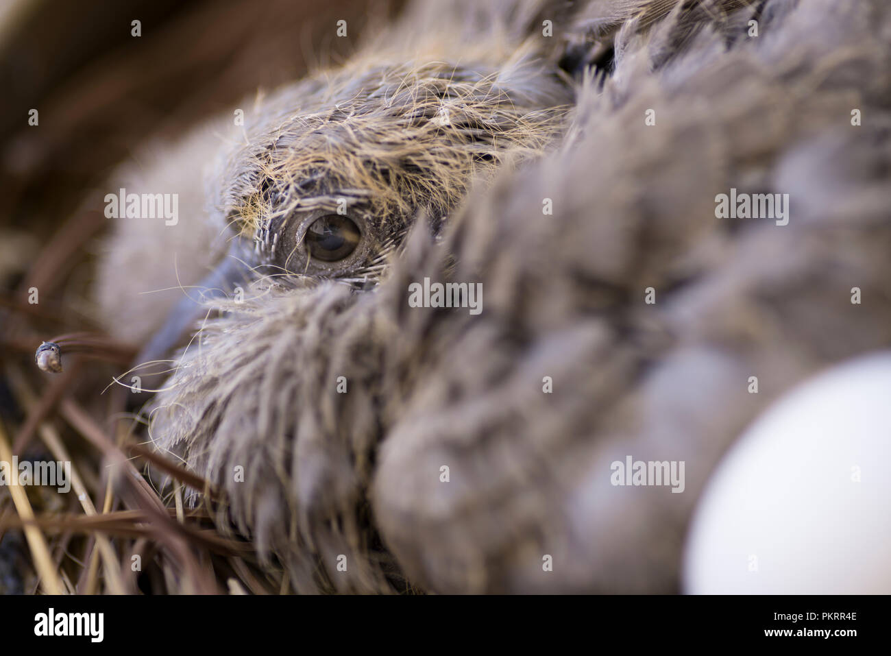 Baby dove hi-res stock photography and images - Alamy