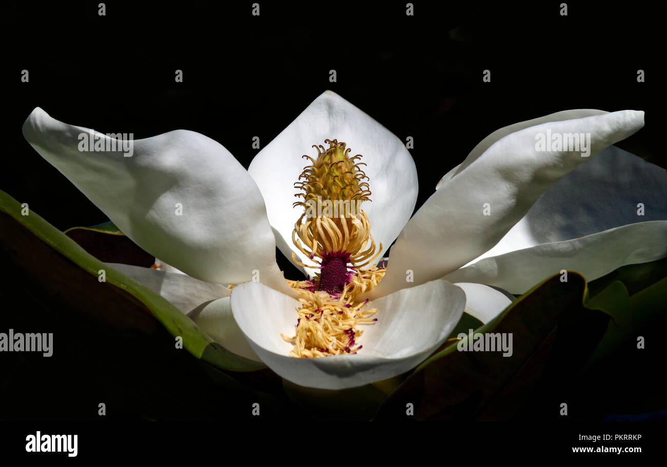 closeup of white magnolia flower showing stamens and carpels against a ...