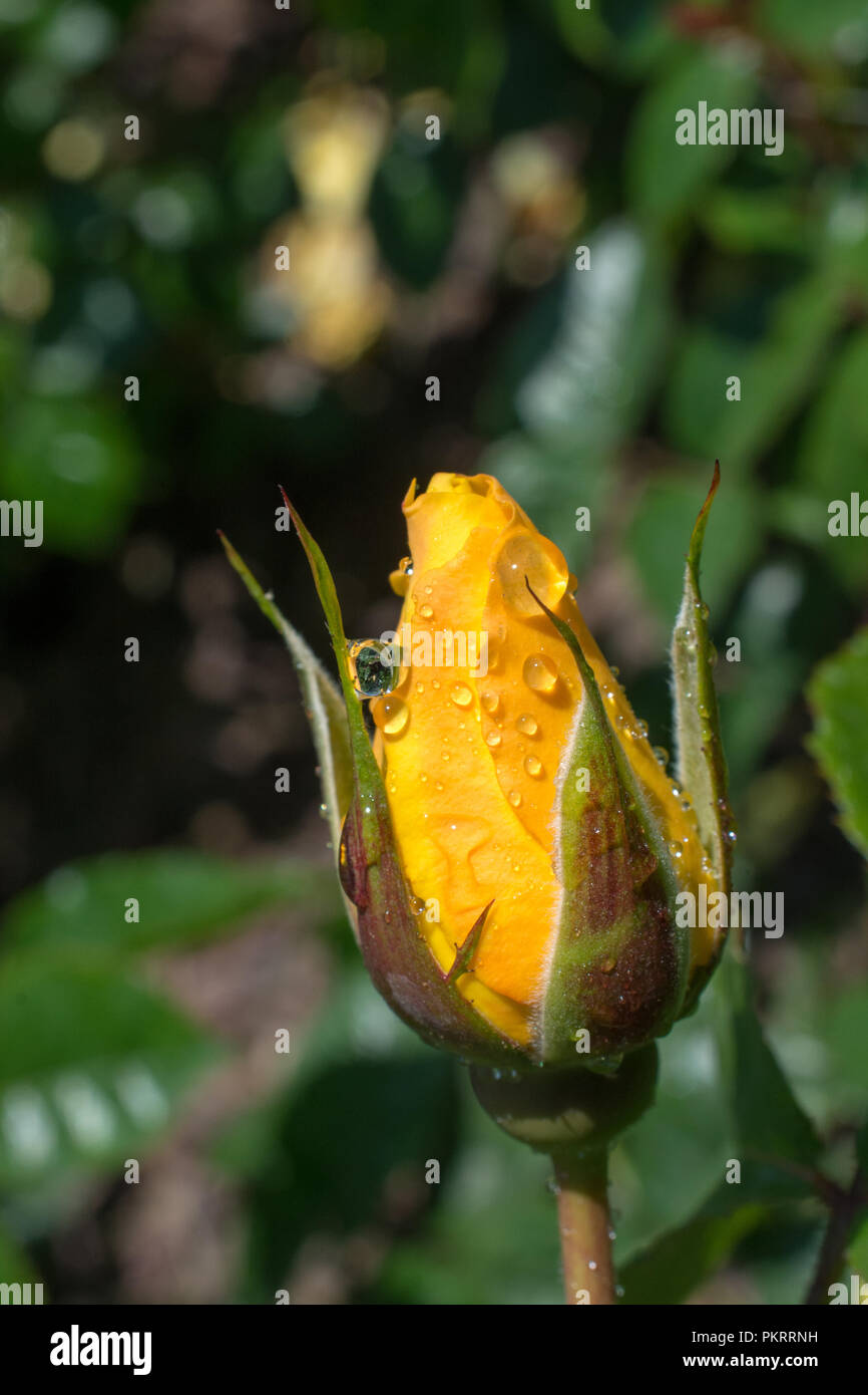 Blooming beautiful colorful rose bud in garden background Stock Photo ...