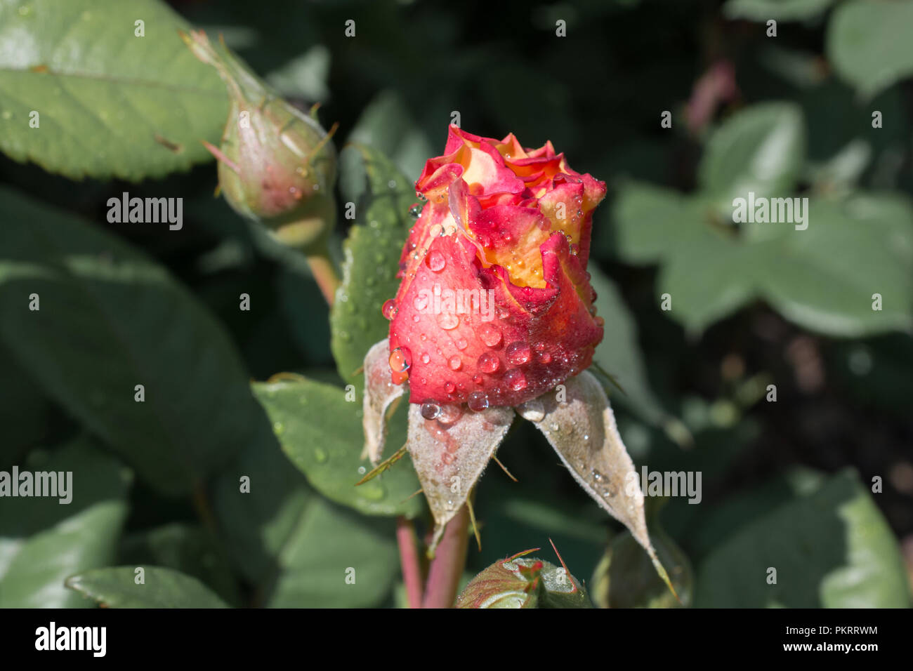 Blooming beautiful colorful rose bud in garden background Stock Photo ...
