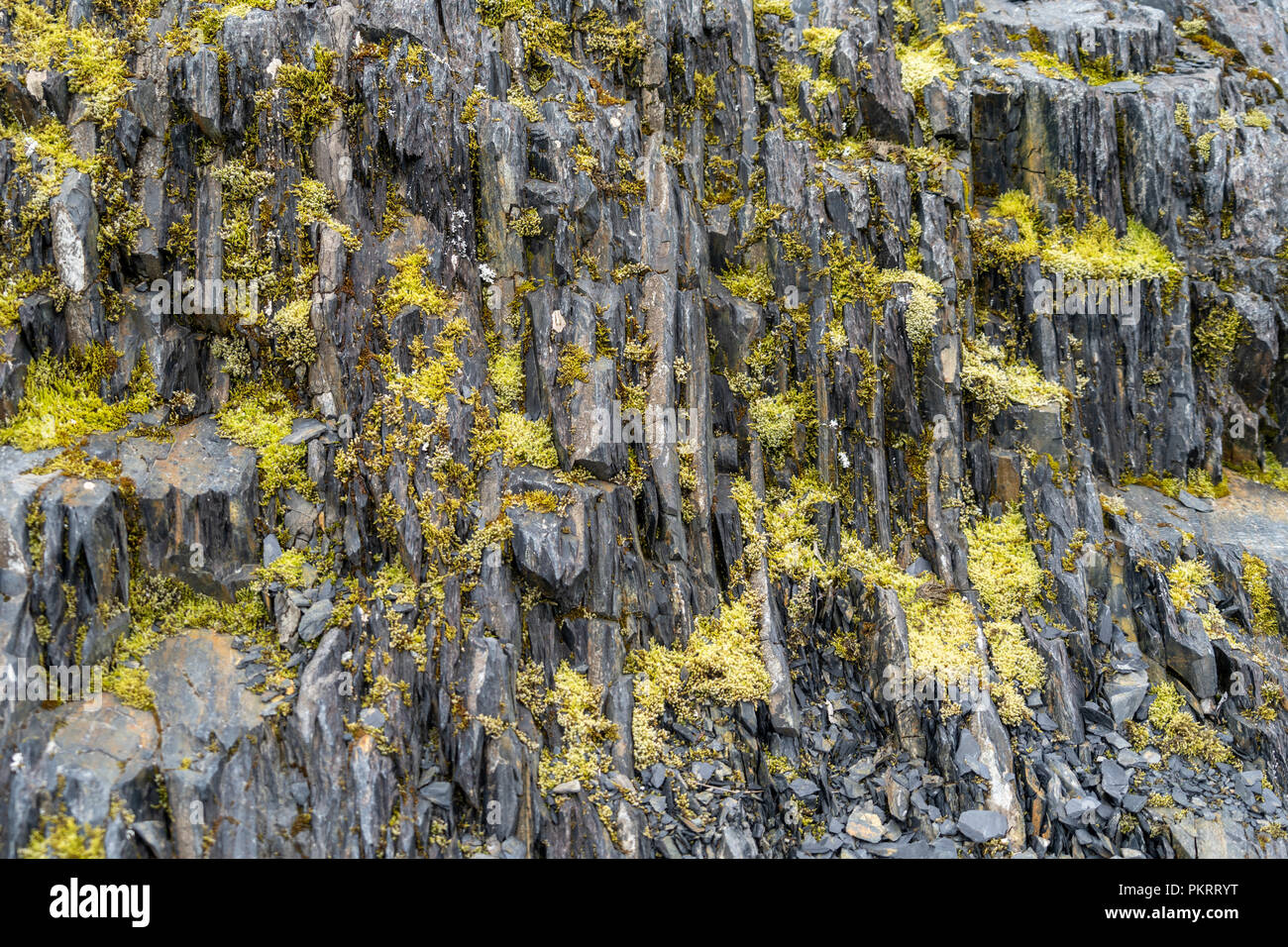 Arctic tundra lichens moss hi-res stock photography and images - Alamy