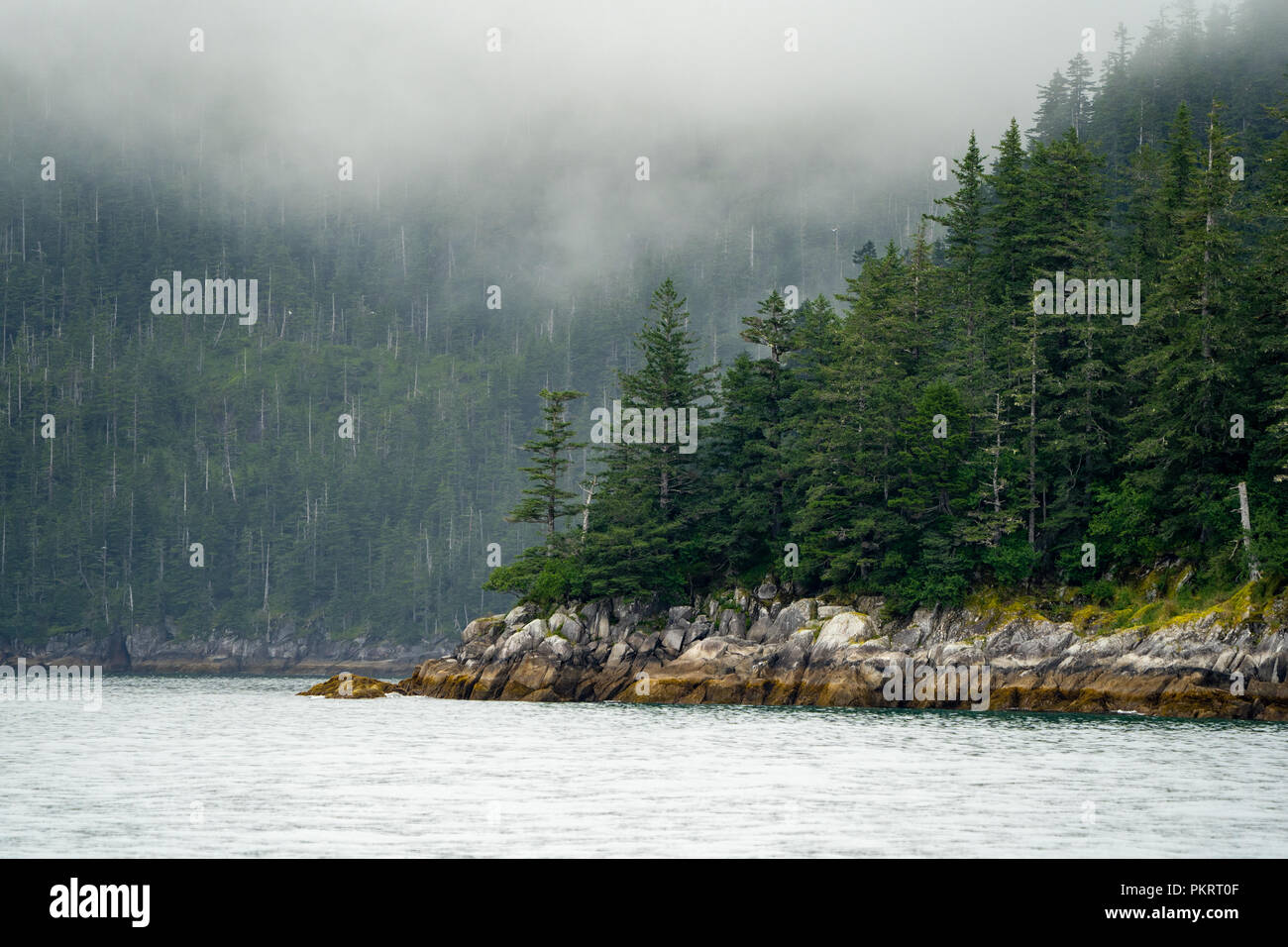 Fog and clouds hang along the wilderness boreal forest coastline in ...
