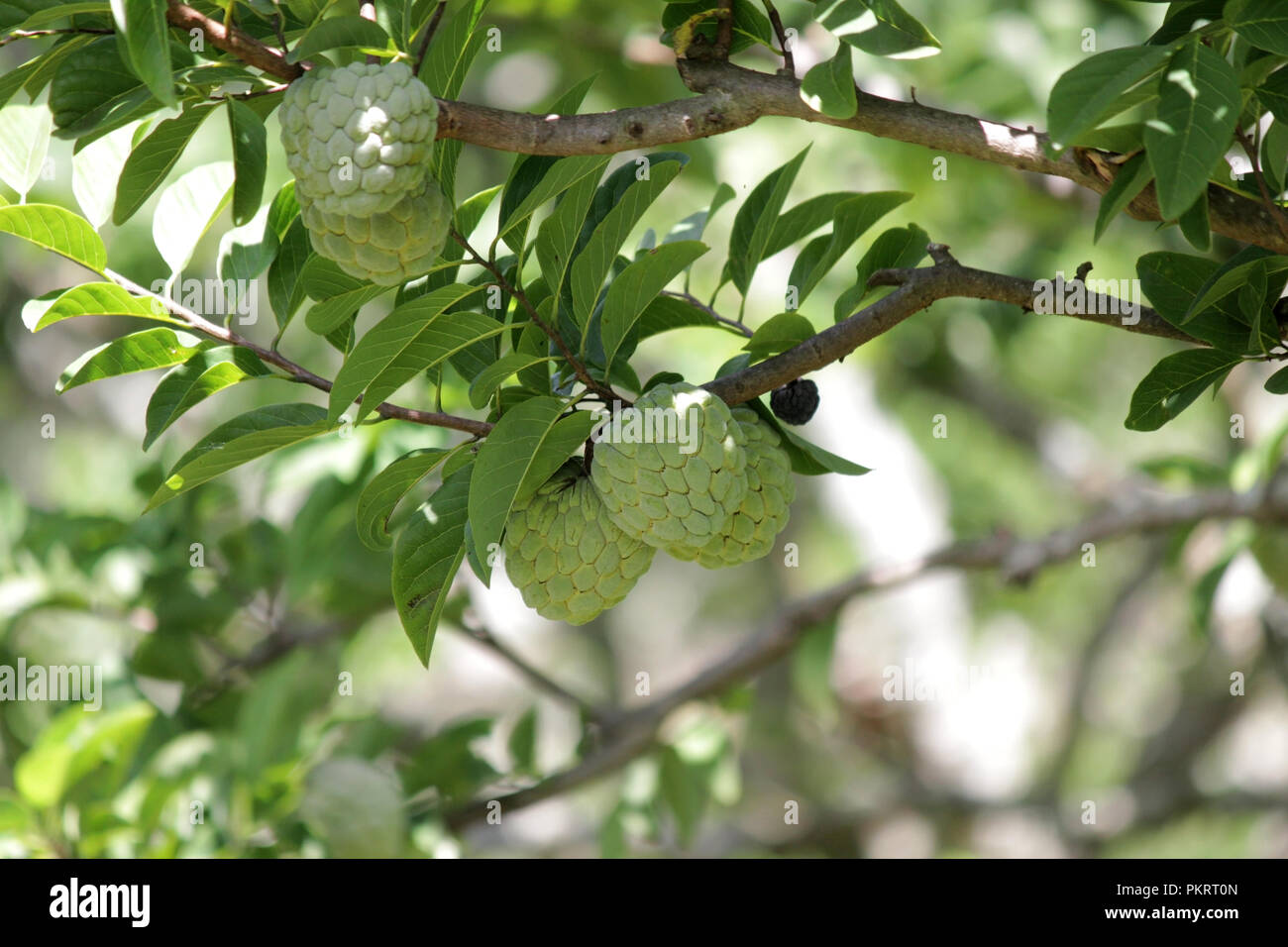 Custard apple plant hi-res stock photography and images - Alamy