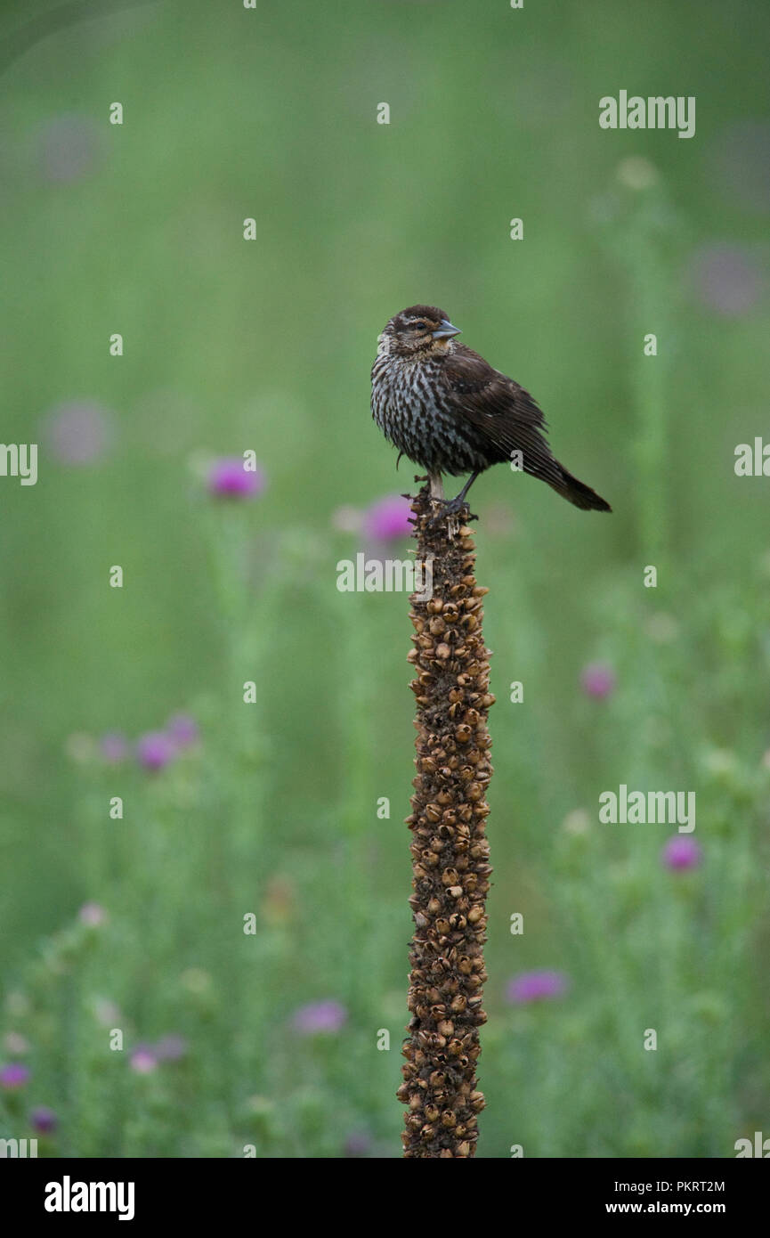 Red-winged Blackbird :: Agelaius phoeniceus Stock Photo - Alamy