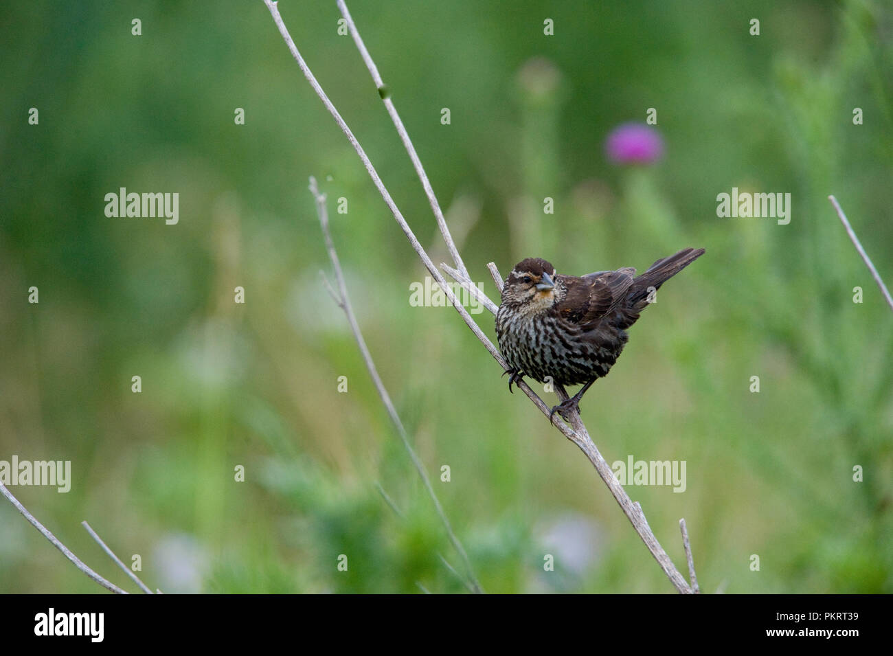 Clarendon farm hi-res stock photography and images - Alamy