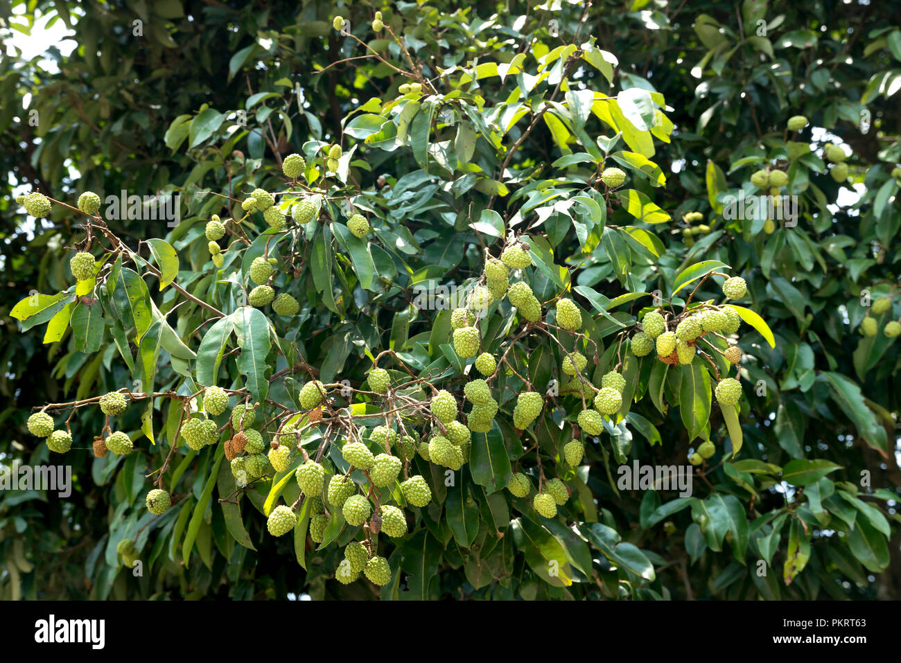 Green lychee on lychee tree Stock Photo - Alamy