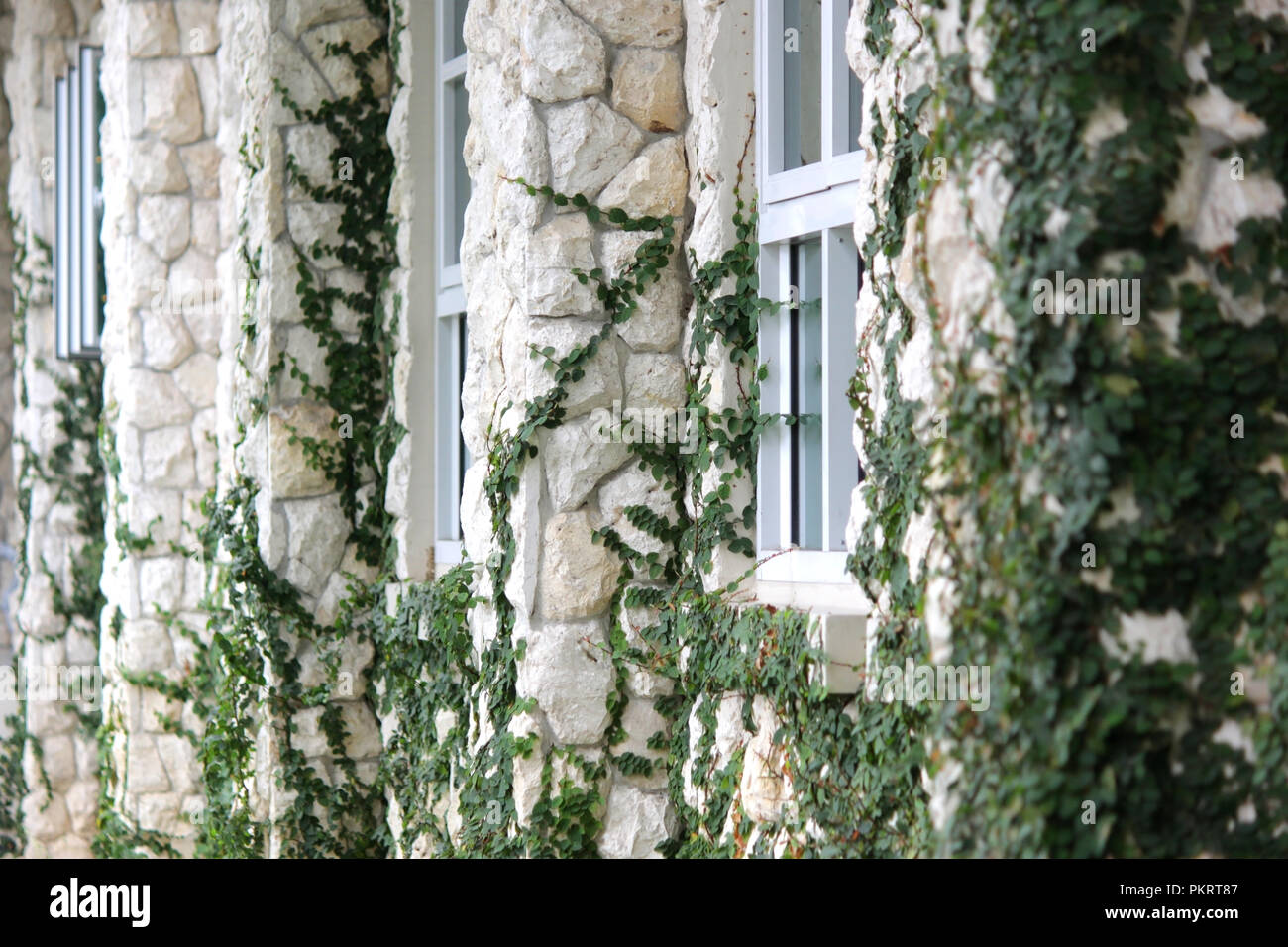 creeping fig, climbing ficus pumila on stone wall Stock Photo - Alamy