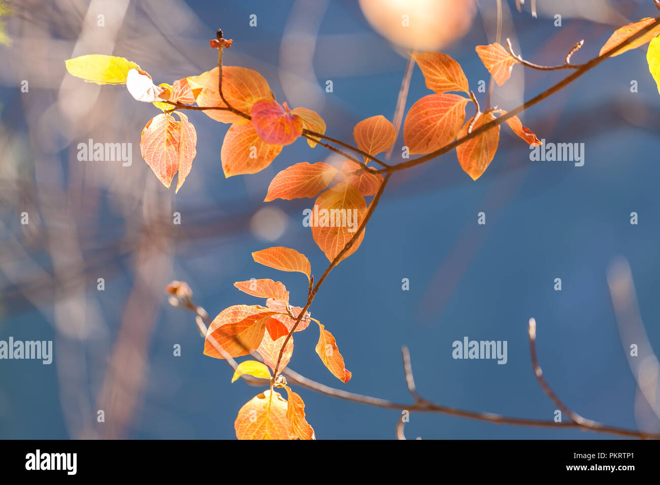 Pacific dogwood leaves in fall foliage, Yosemite National Park ...