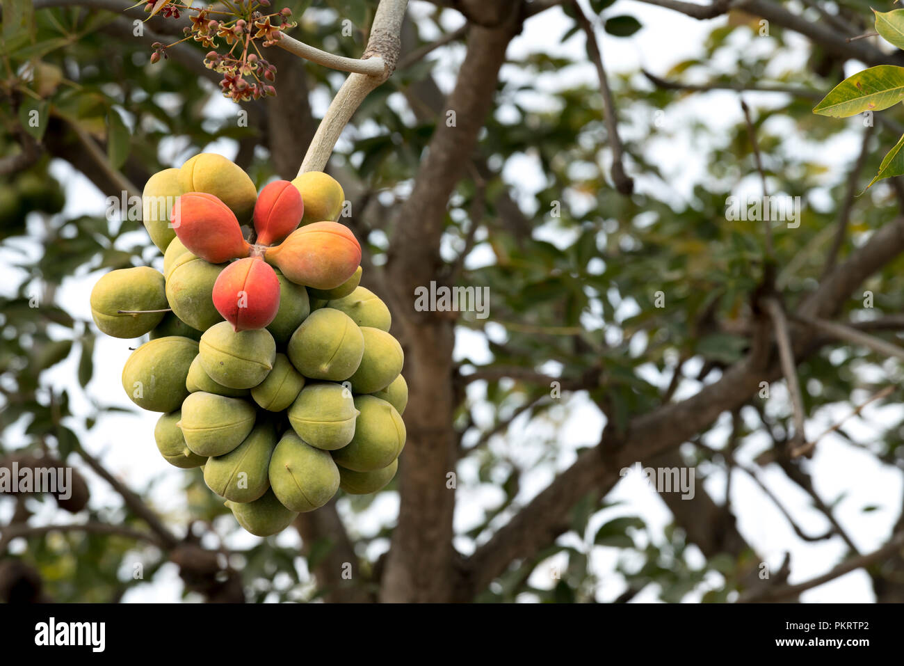 Sterculia foetida tree in nature garden Stock Photo - Alamy