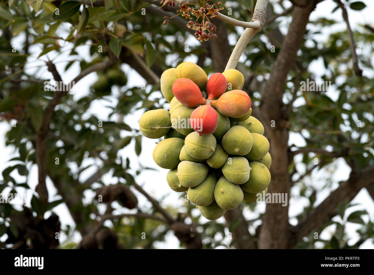 Sterculia foetida tree in nature garden Stock Photo - Alamy