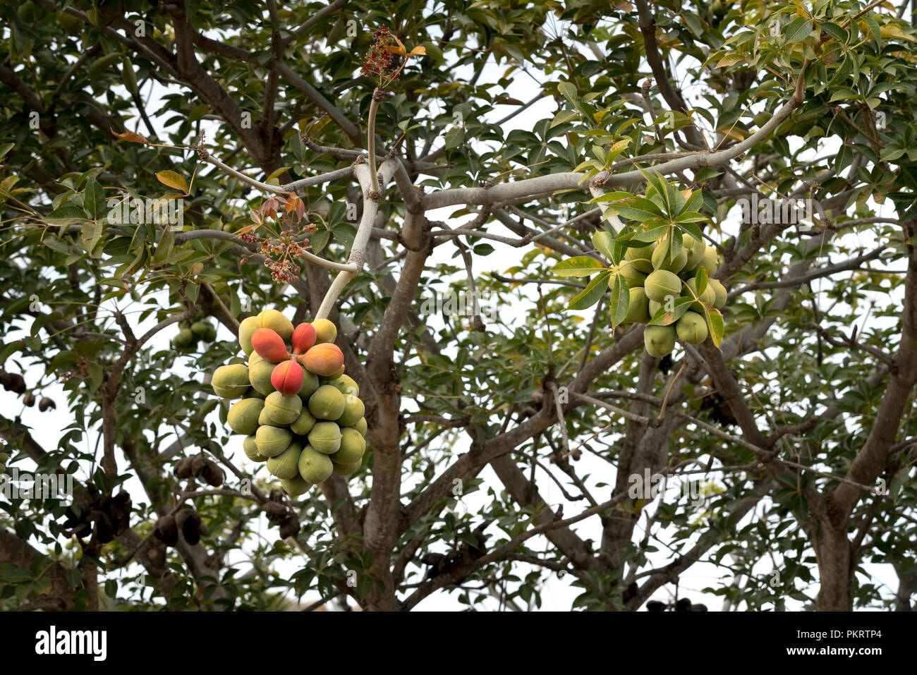 Sterculia foetida tree in nature garden Stock Photo - Alamy