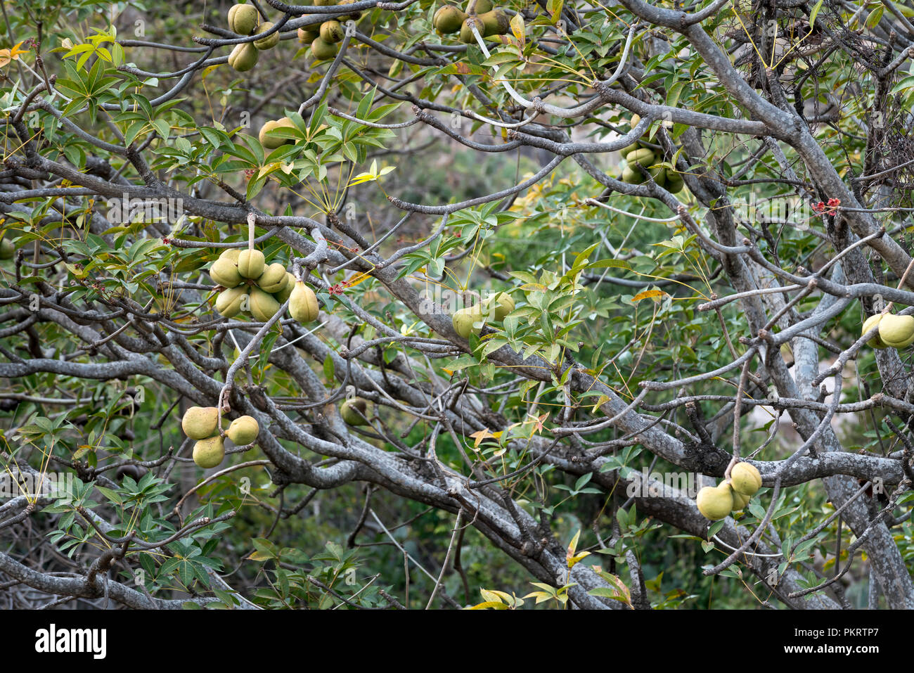 Sterculia foetida tree in nature garden Stock Photo - Alamy