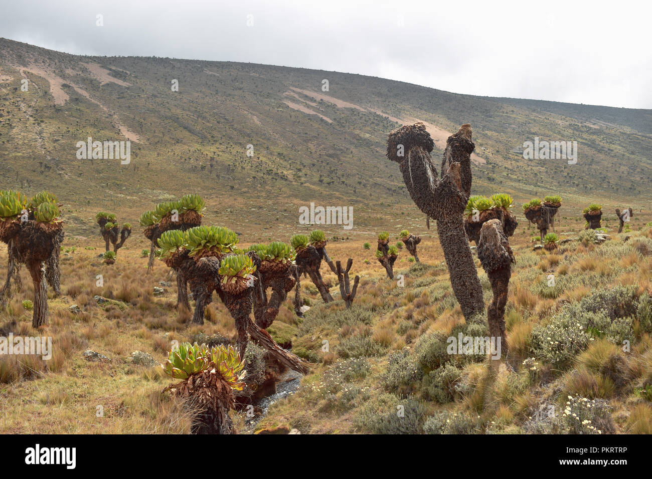 Giant groundsels growing at the volcanic rock formations of Mount Kenya ...