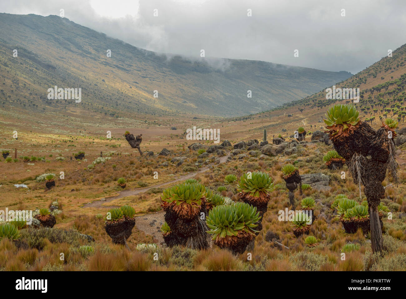 Giant groundsels growing at the volcanic rock formations of Mount Kenya ...