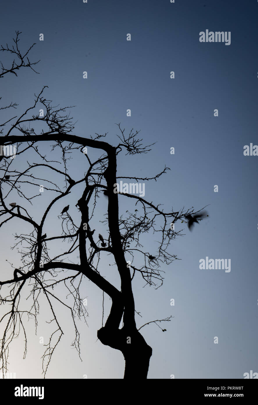 Bird flying off tree silhouette hi-res stock photography and images - Alamy