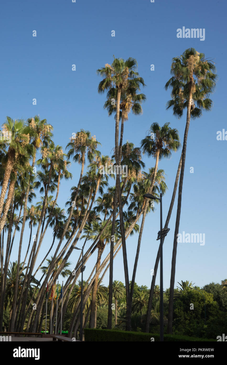 Tall palm trees against a blue sky in Malaga city, Spain, Europe on a ...