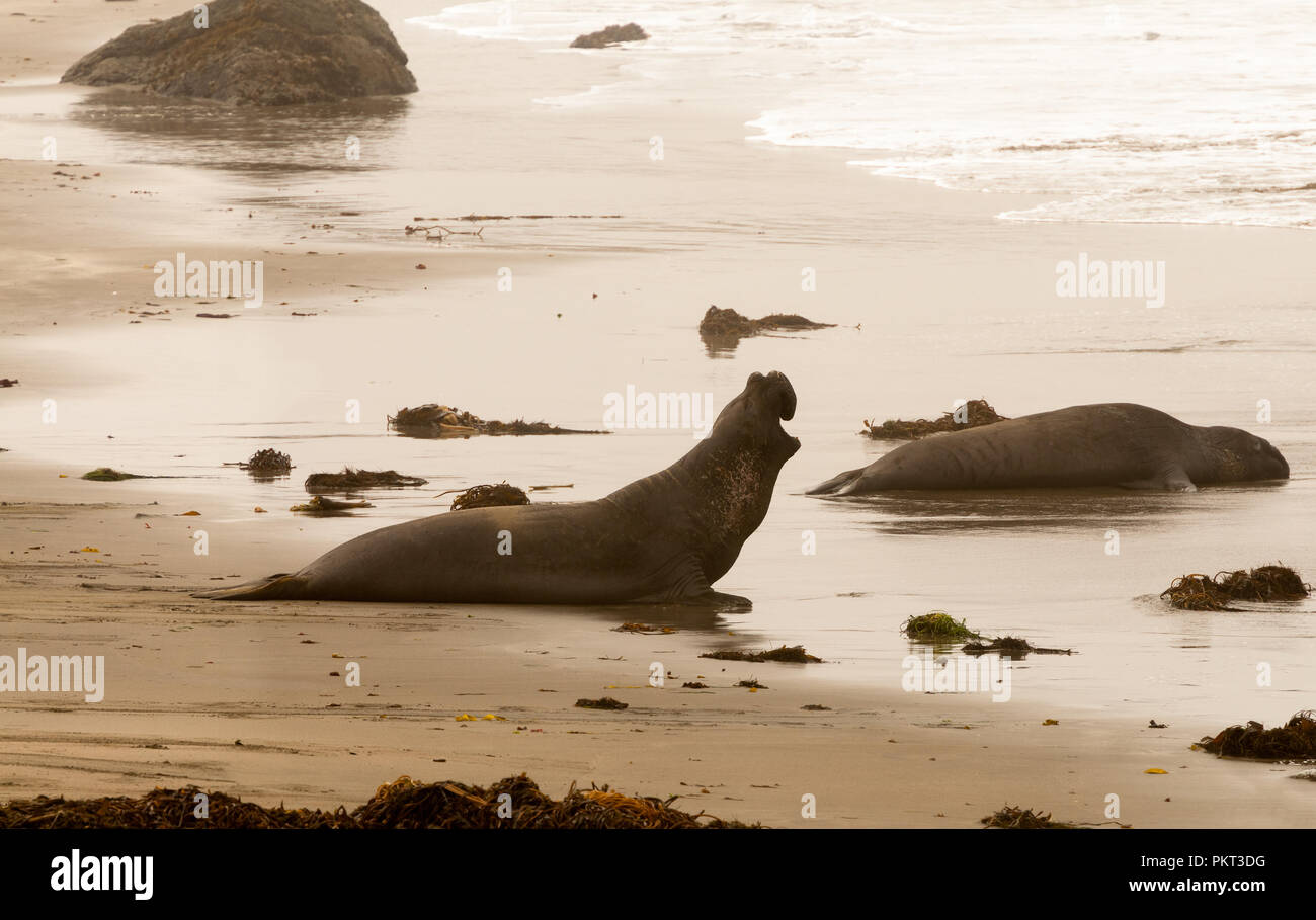 Angry seal hi-res stock photography and images - Alamy
