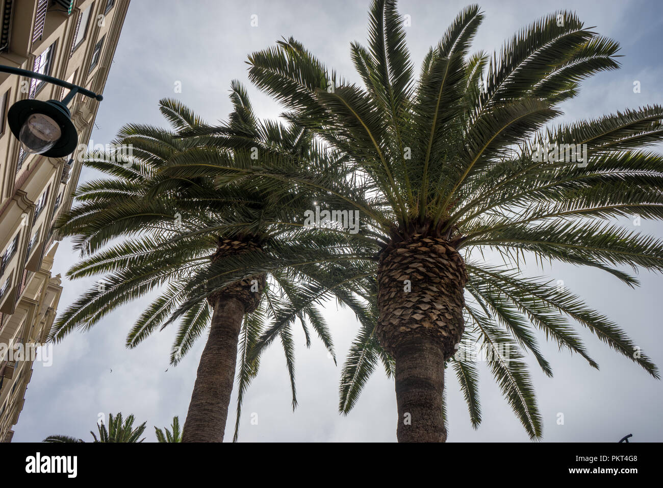 The top of a palm tree in the city of Malaga, Spain, Europe on a bright ...