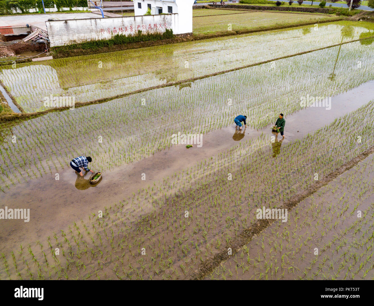 Farmer planting rice basket hi-res stock photography and images - Alamy