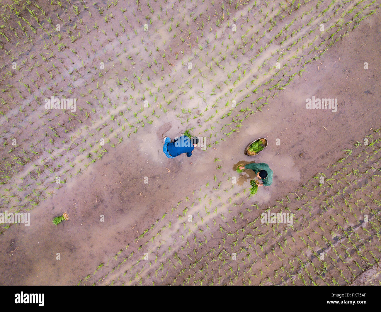 Farmer planting rice basket hi-res stock photography and images - Alamy