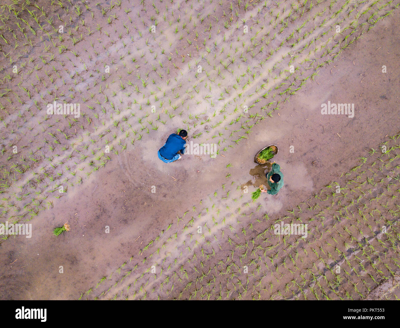 Farmer planting rice basket hi-res stock photography and images - Alamy
