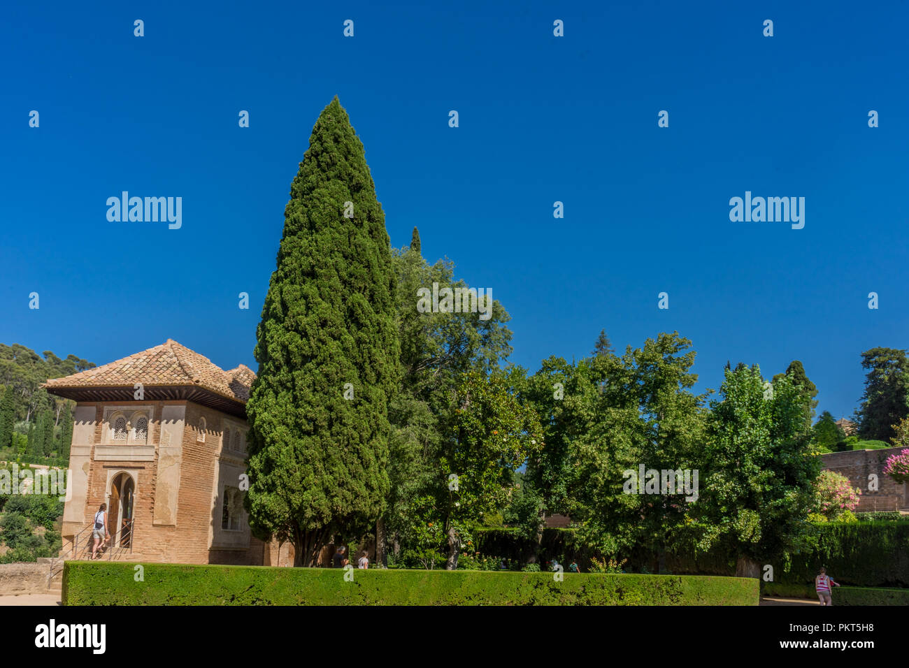 Tall tree in the beautiful gardens of the ancient Alhambra Palace in ...