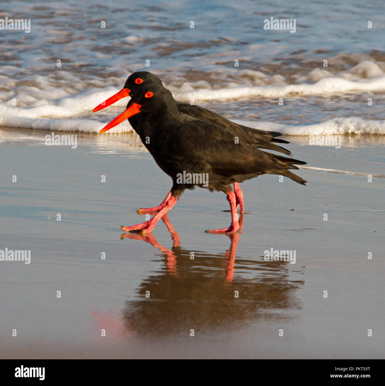 Pair of Sooty oystercatchers with red bills and legs walking side by ...