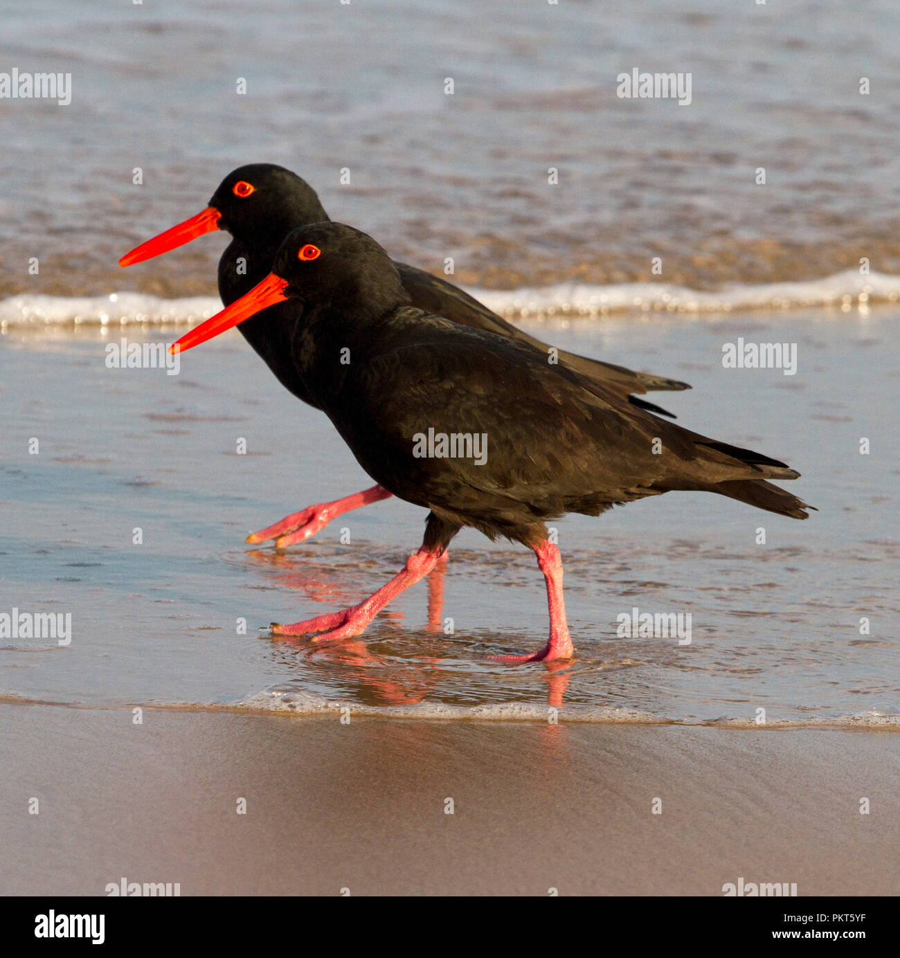 Pair of Sooty oystercatchers with red bills and legs walking side by ...