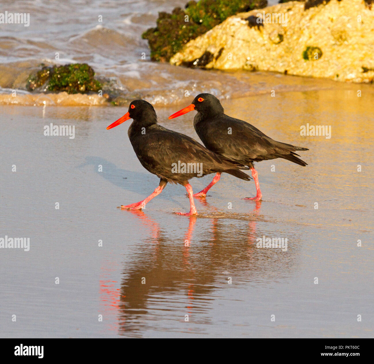 Pair of Sooty oystercatchers with red bills and legs walking side by ...