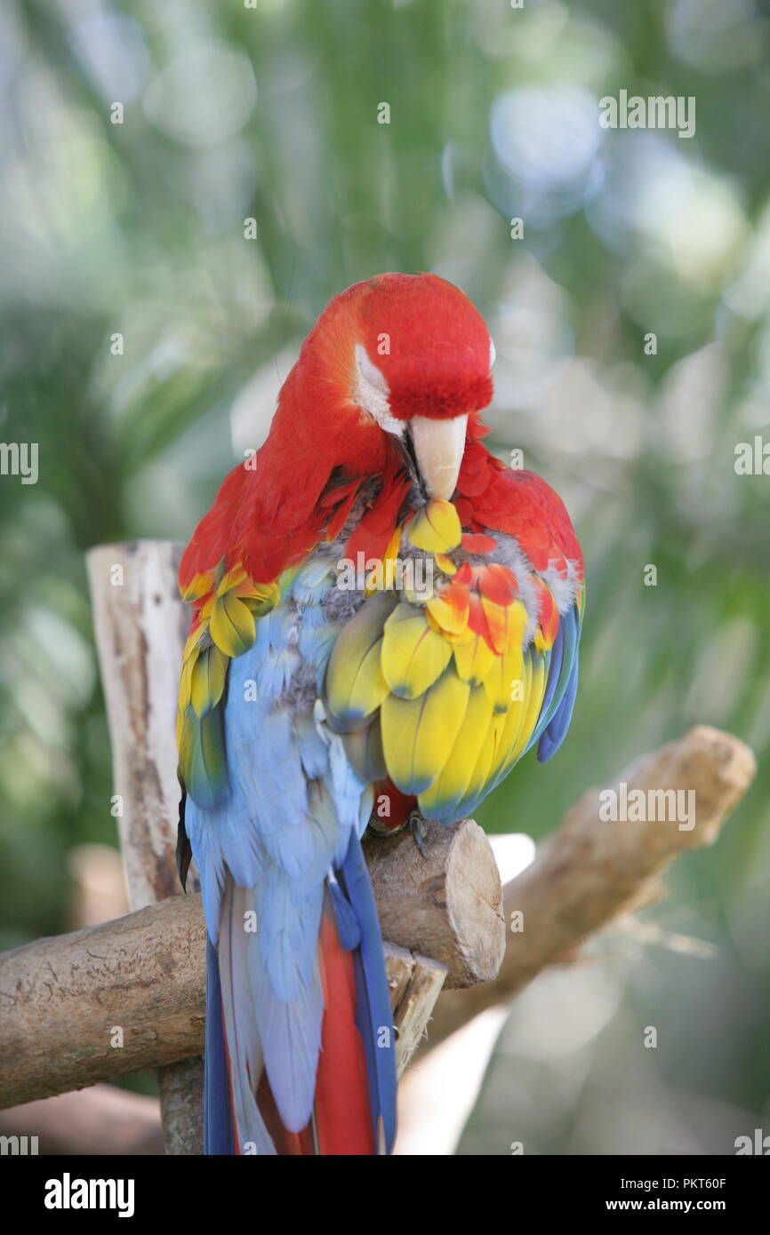 Parrots feathers hi-res stock photography and images - Alamy
