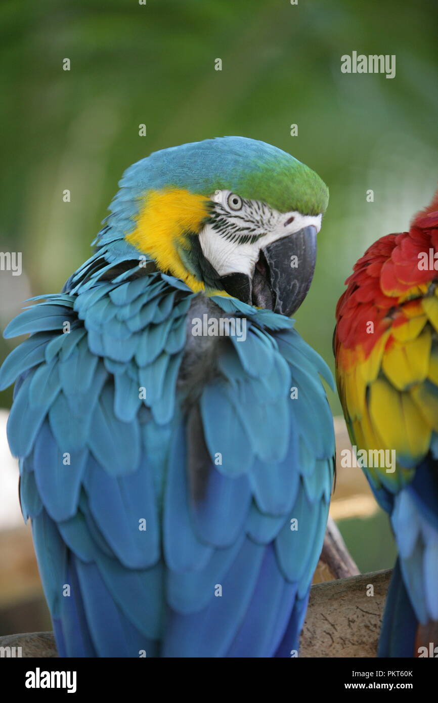 Parrot macaw birds plumage preening blue red yellow feathers wildlife ...