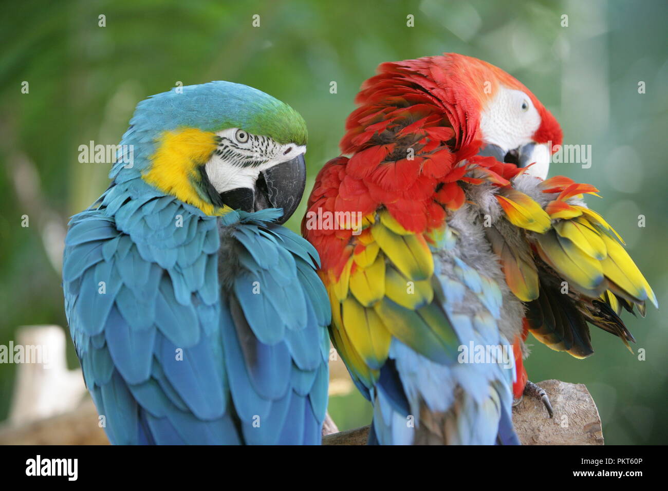 Parrots plumage hi-res stock photography and images - Alamy