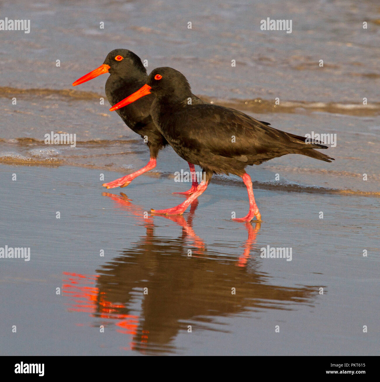 Pair of Sooty oystercatchers with red bills and legs walking side by ...