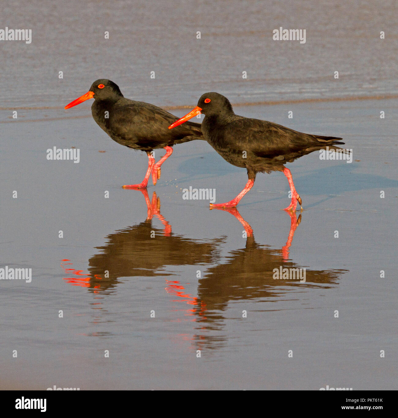 Pair of oystercatchers hi-res stock photography and images - Alamy