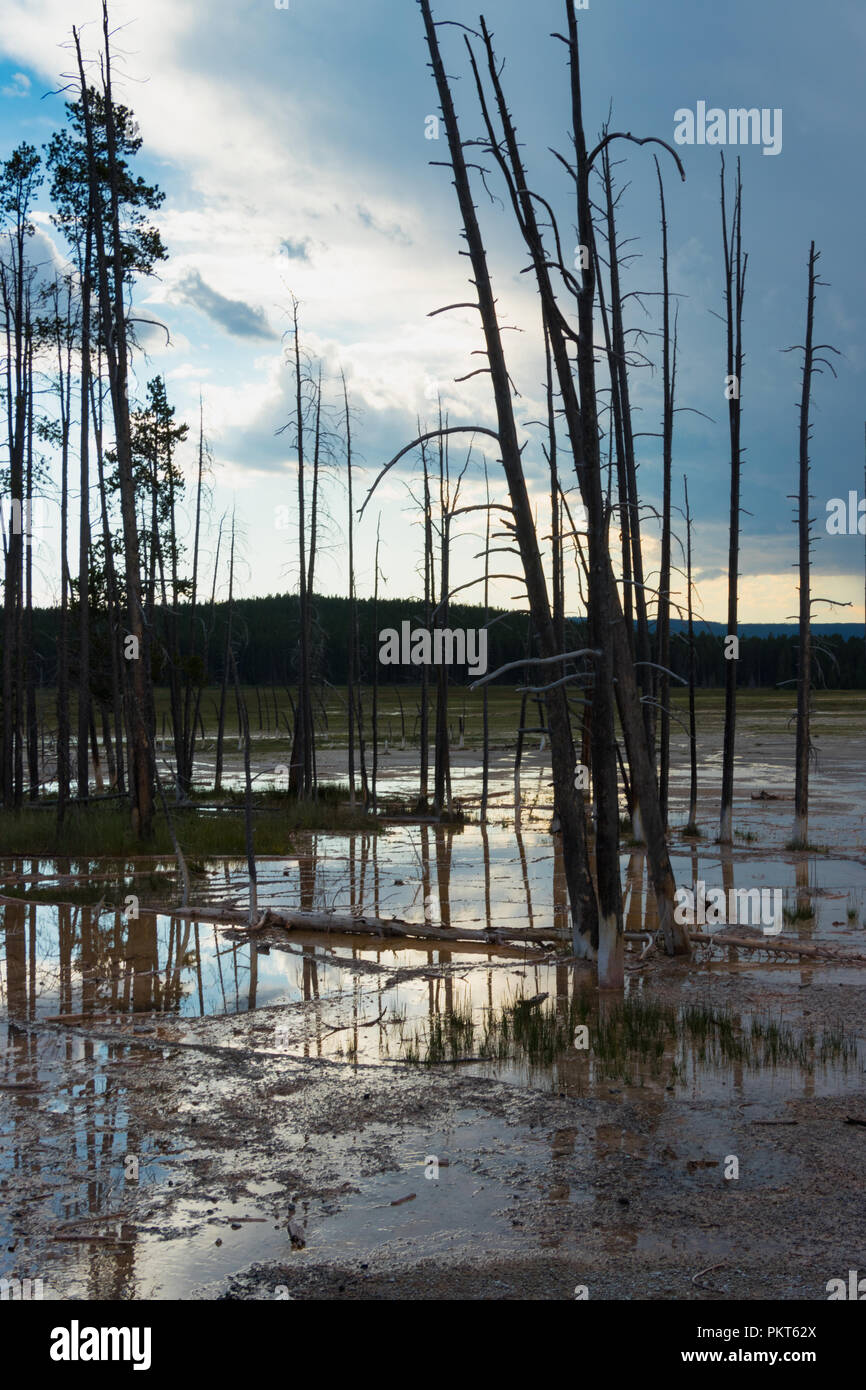 Dead trees in Yellowstone National Park and Hot spring Stock Photo - Alamy