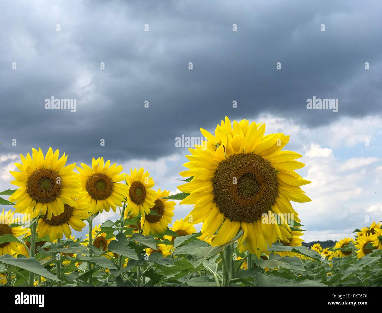 Money sunflowers hi-res stock photography and images - Alamy
