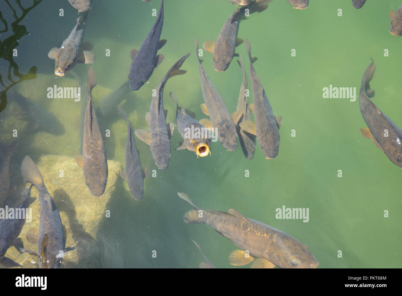 The odd fish in a shoal with a open mouth Stock Photo - Alamy