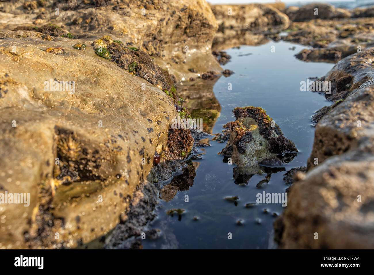 Oceanic pools hi-res stock photography and images - Alamy