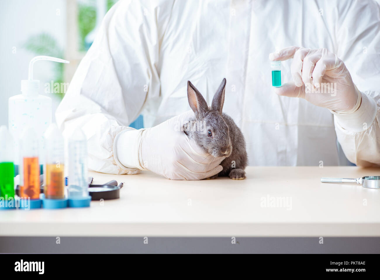Vet doctor checking up rabbit in his clinic Stock Photo - Alamy