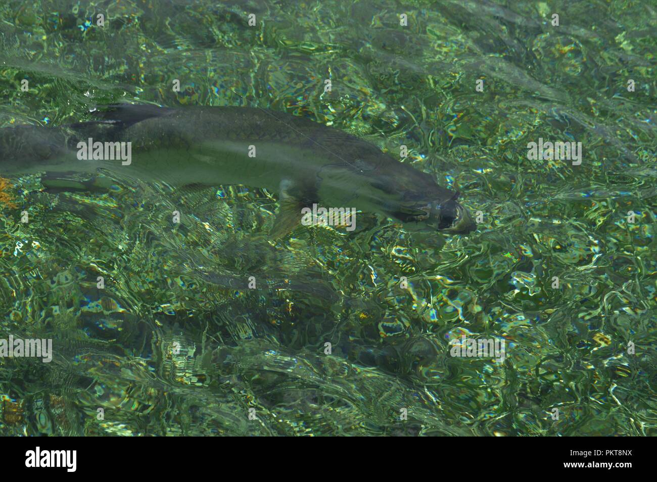 Fishing florida tarpon hi-res stock photography and images - Alamy