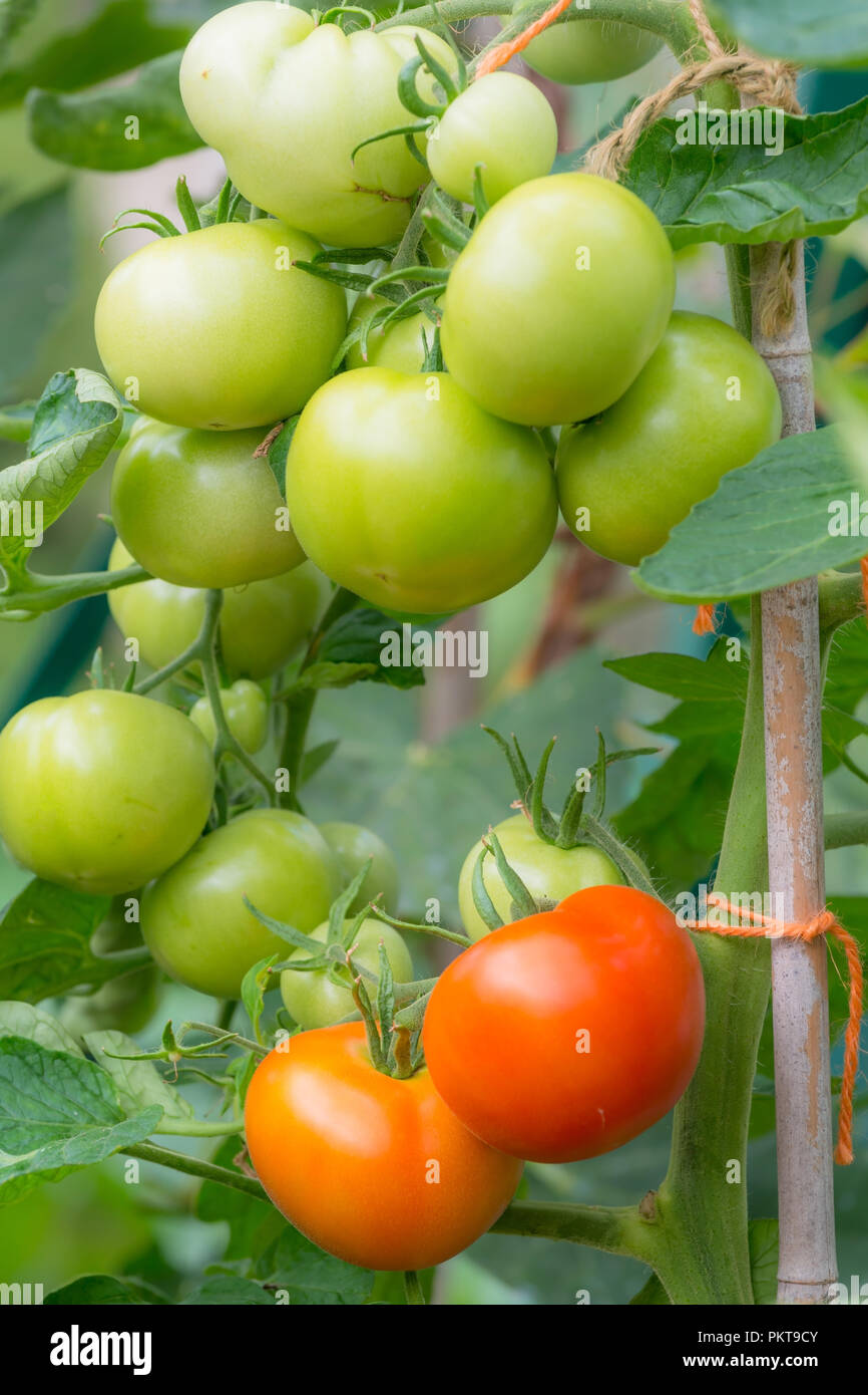 Tomatoes ready for planting hi-res stock photography and images - Alamy