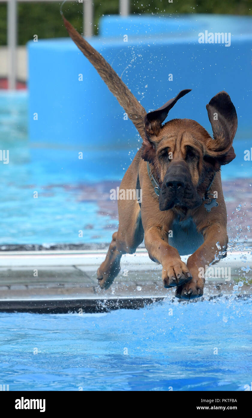 Does The Bloodhound Like To Swim