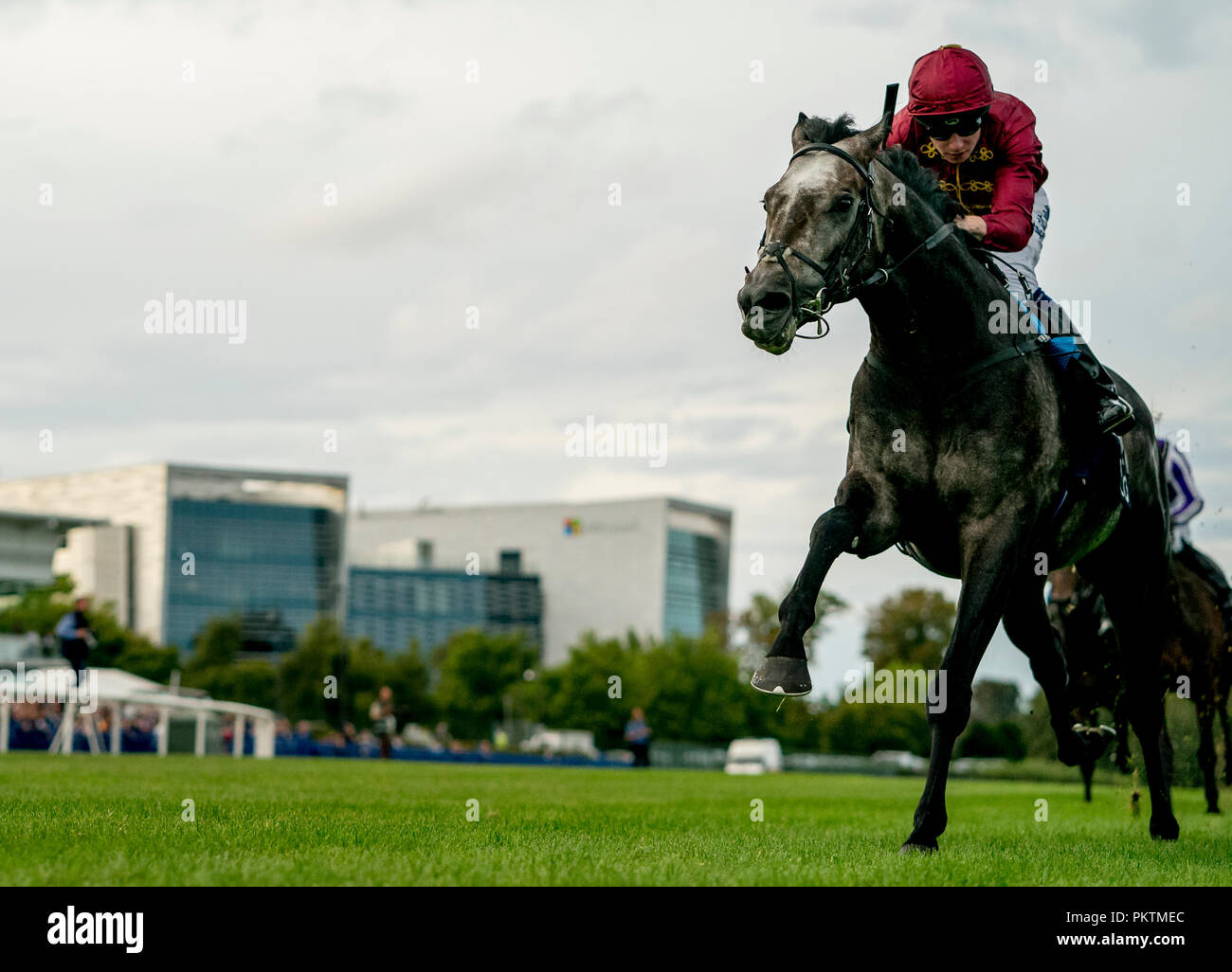 Roaring lion horse hi-res stock photography and images - Alamy