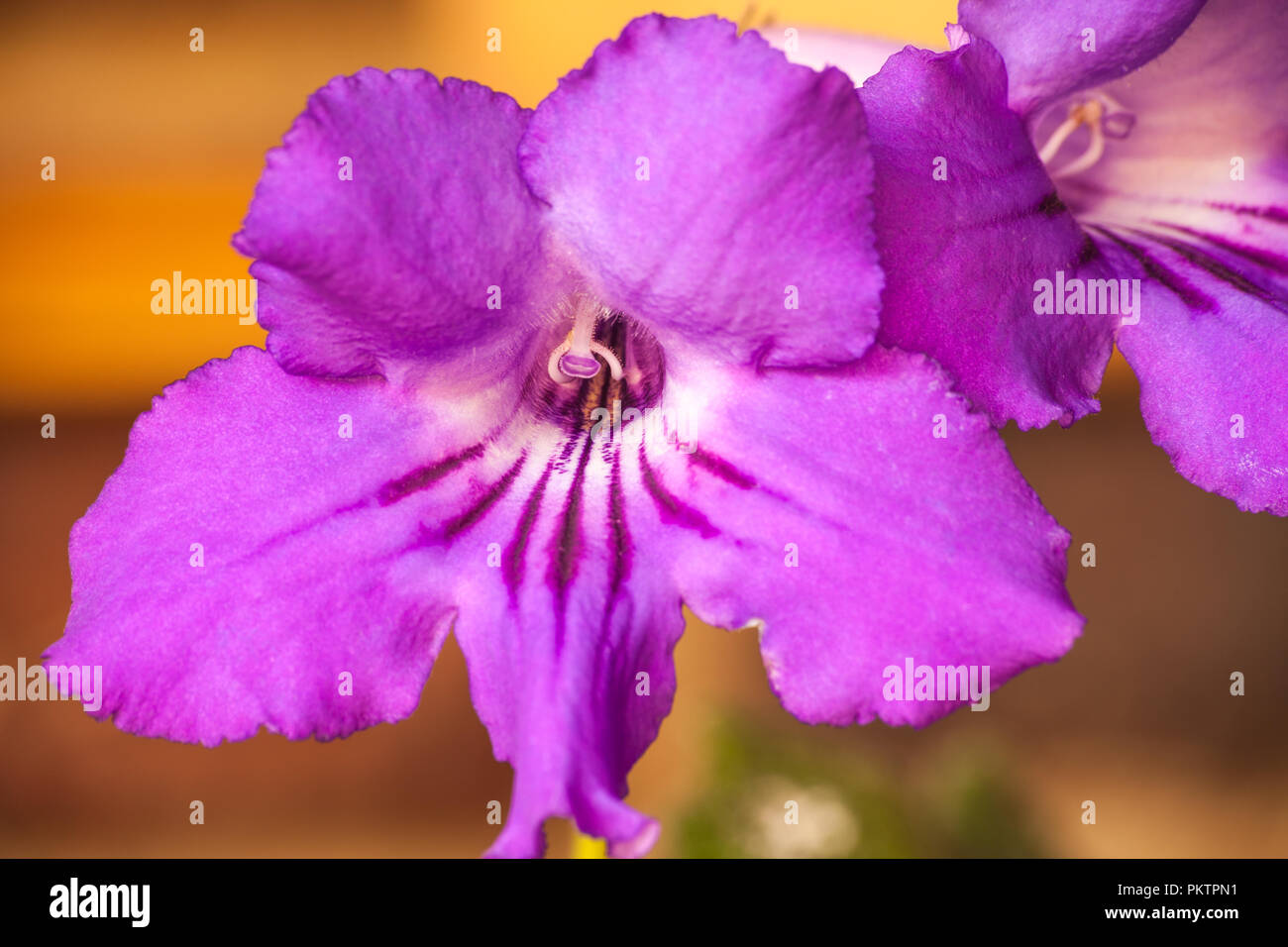 Primrose south africa hi-res stock photography and images - Alamy