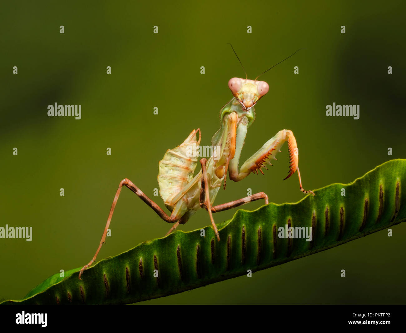 Indonesian double shield mantis or double shield mantis, Pnigomantis ...