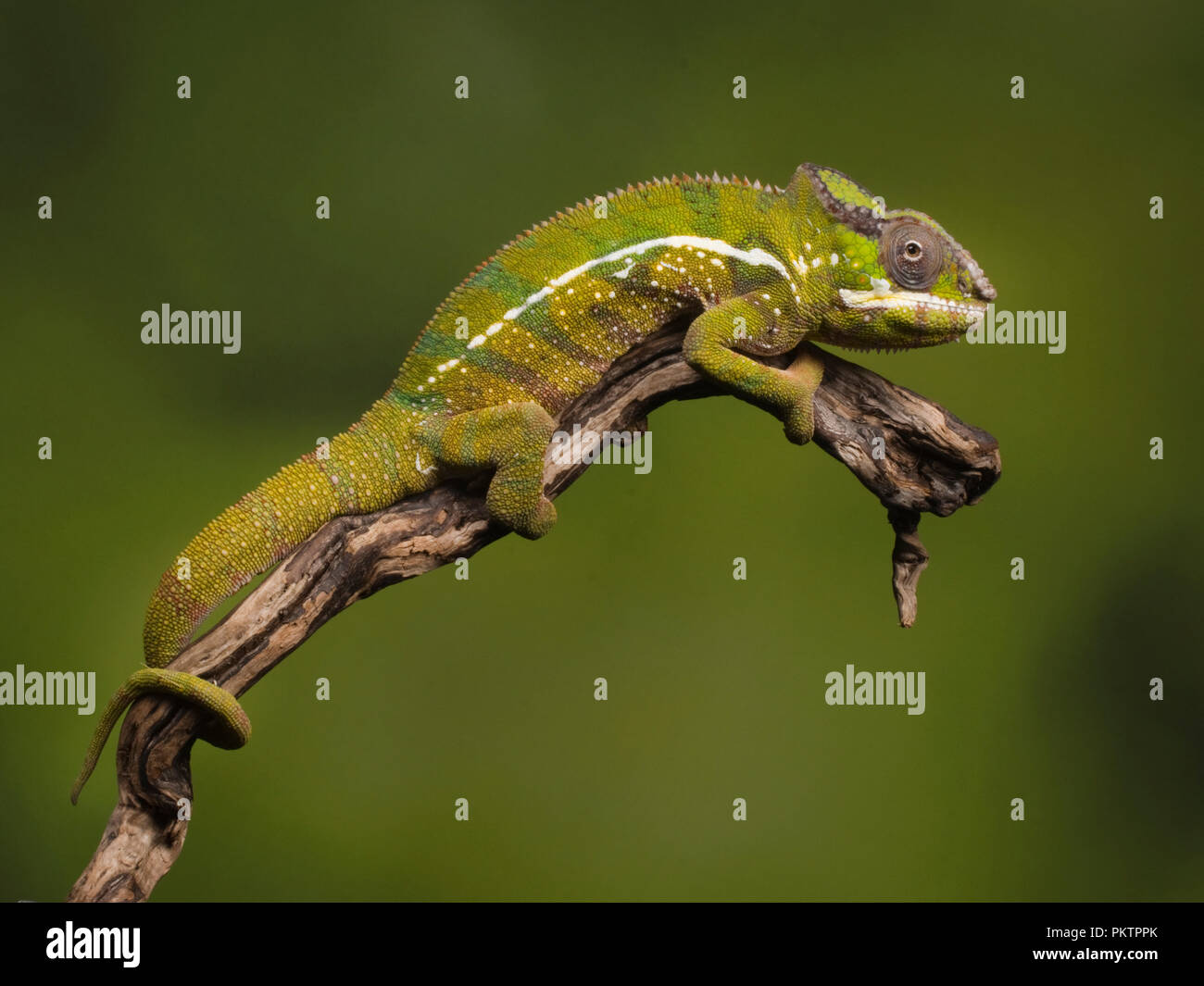 Mauritius reptiles hi-res stock photography and images - Alamy